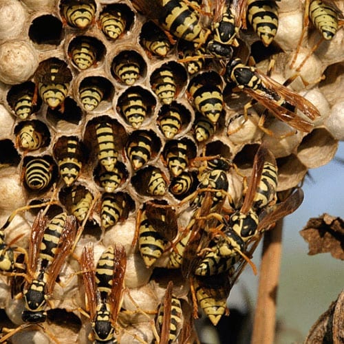 wasp-intro - Canberra Pest Control