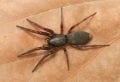 Everything You Need to Know About Common Australian Spiders