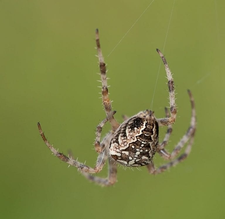Everything You Need to Know About Common Australian Spiders-min ...
