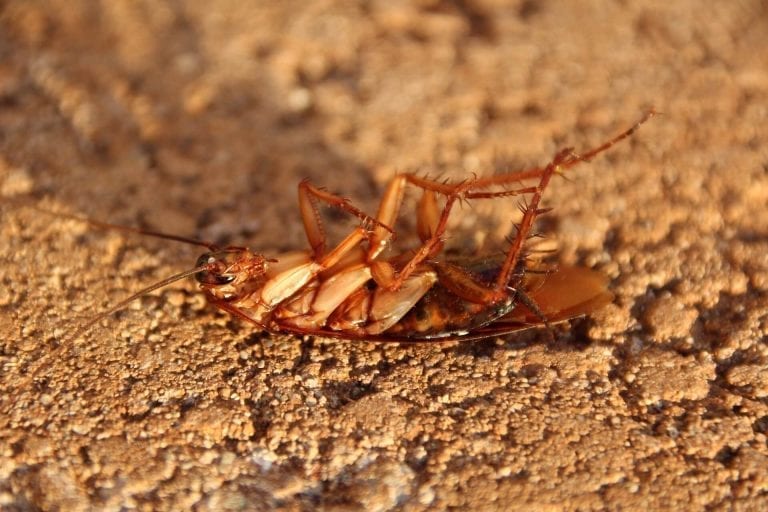 How Do You Know if You Have a Cockroach Problem?