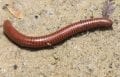 How to Get Rid of Millipedes & More: Canberra Pest Control