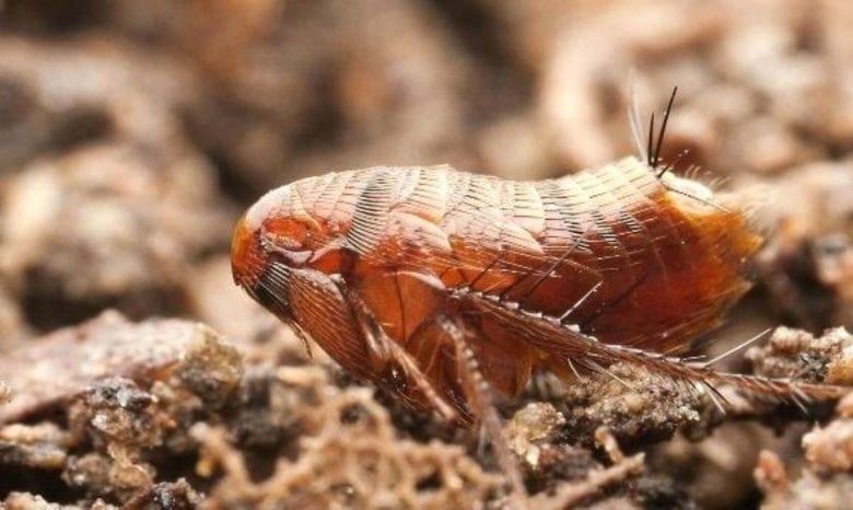 Learn How To Stop Fleas In Their Tracks: Canberra Pest Control