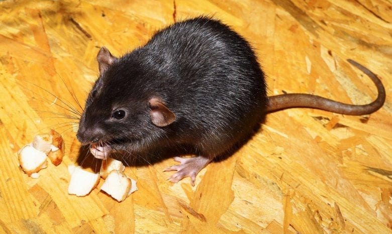 Pest Control Canberra, ACT Pest Control, 100% Canberran - Canberra Pest ...